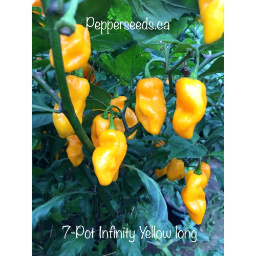 7-Pot Infinity Yellow Long