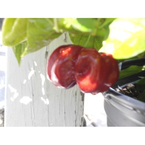 Habanero Purple Pepper Seeds