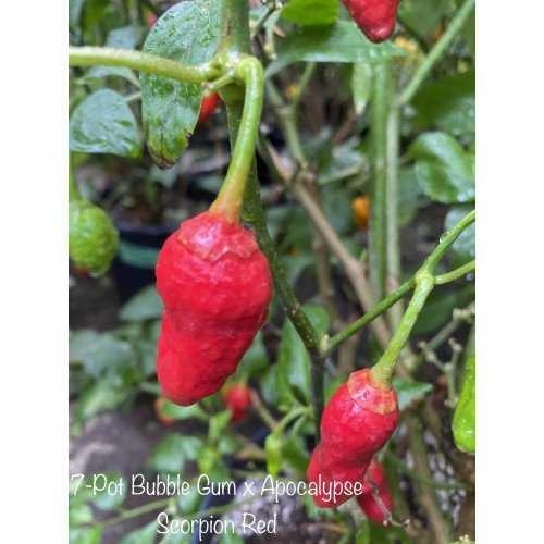 7-Pot Bubble Gum x Apocalypse Scorpion Red Pepper Seeds