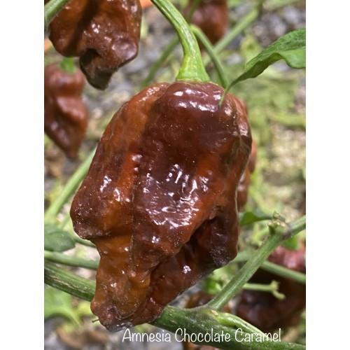 Amnesia Chocolate Caramel Pepper Seeds