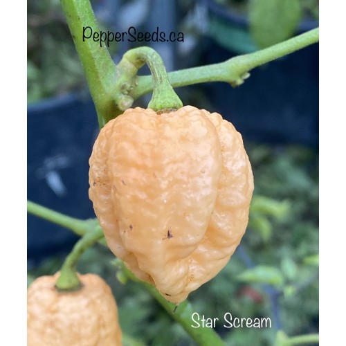 Star Scream Pepper Seeds