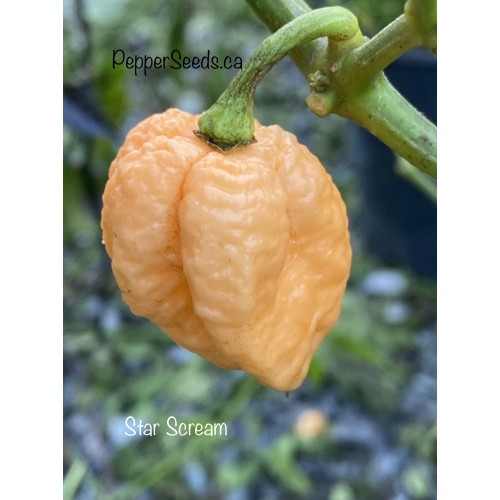 Star Scream Pepper Seeds