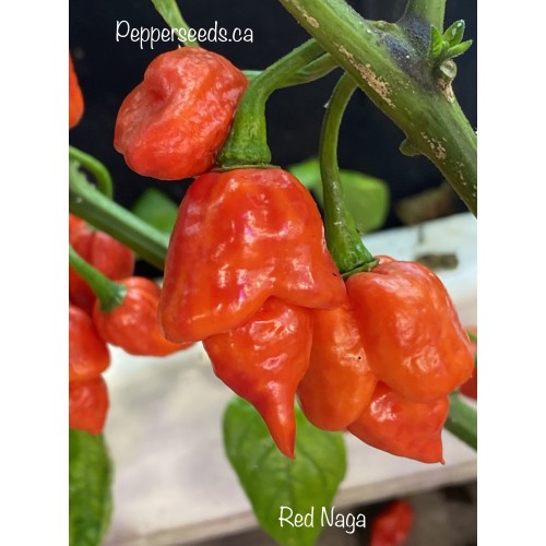 Red Naga Pepper Seeds