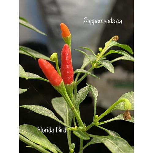 Florida Wild Bird Pepper Seeds