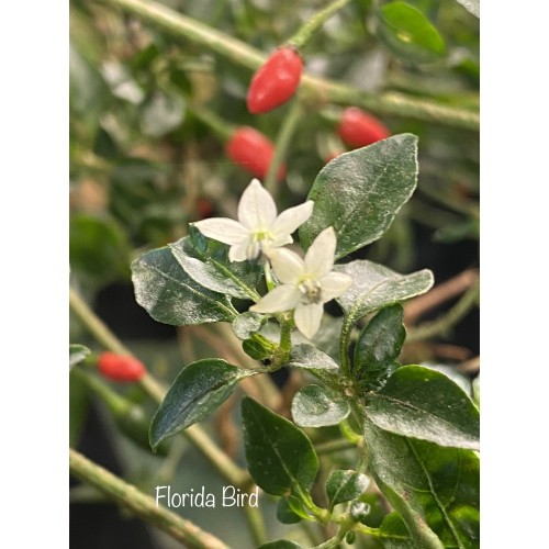Florida Wild Bird Pepper Seeds