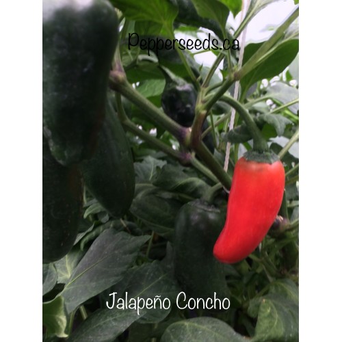 Jalapeño Conchos Pepper Seeds