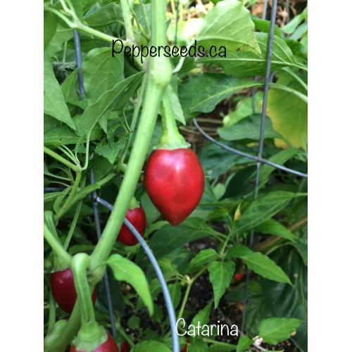 Catarina Pepper Seeds