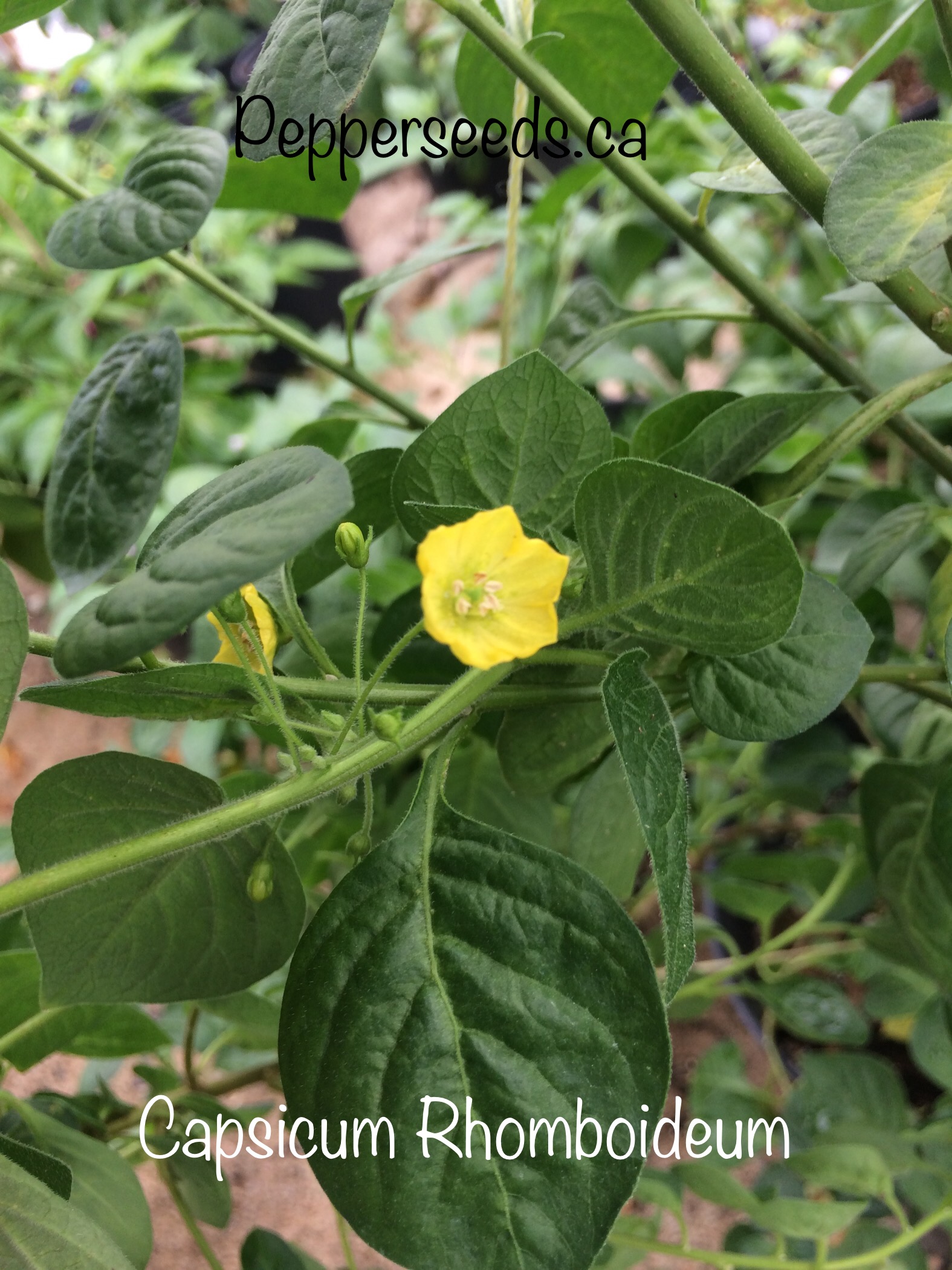 Pepper Variety Identification