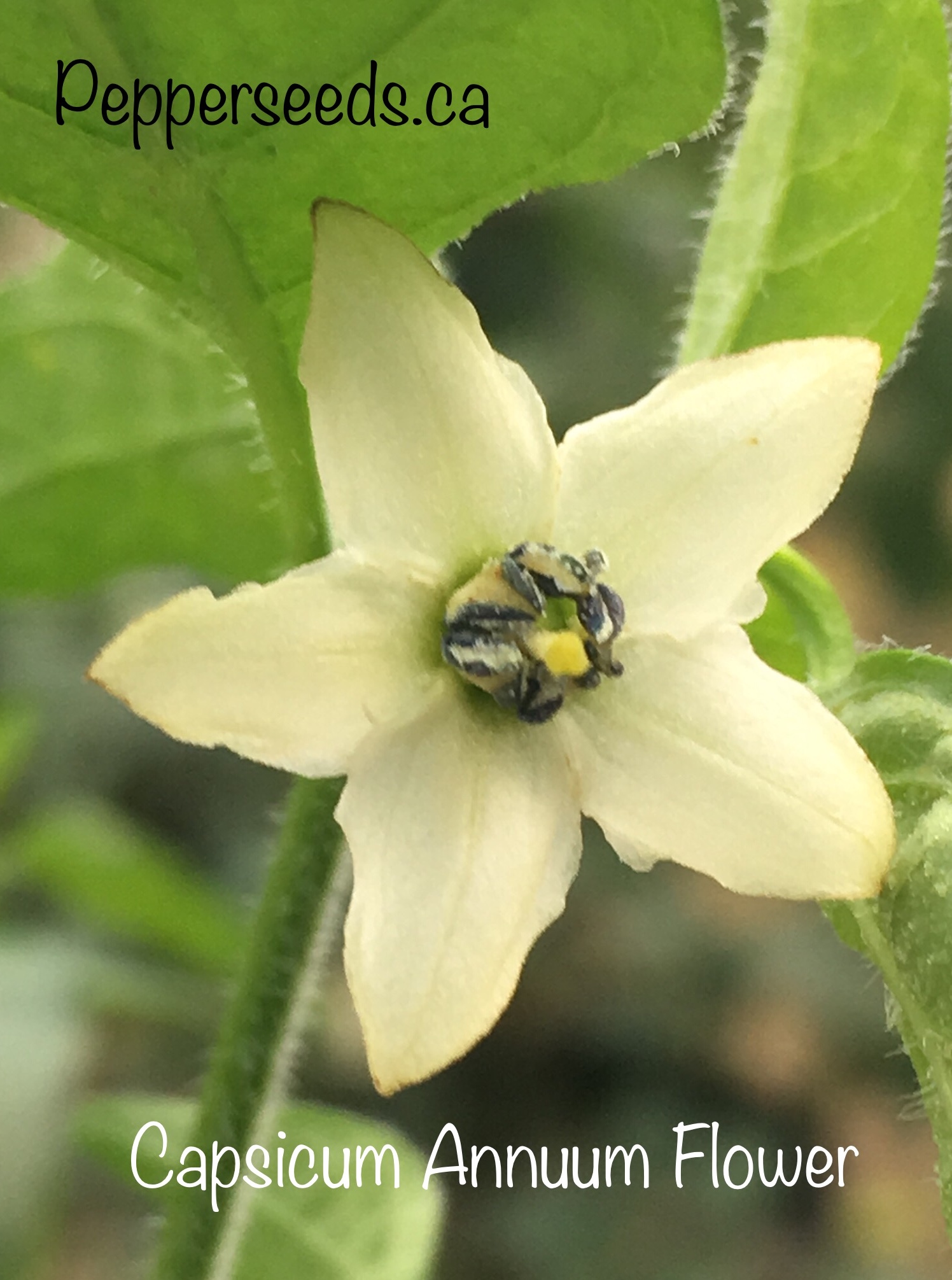 Pepper Variety Identification