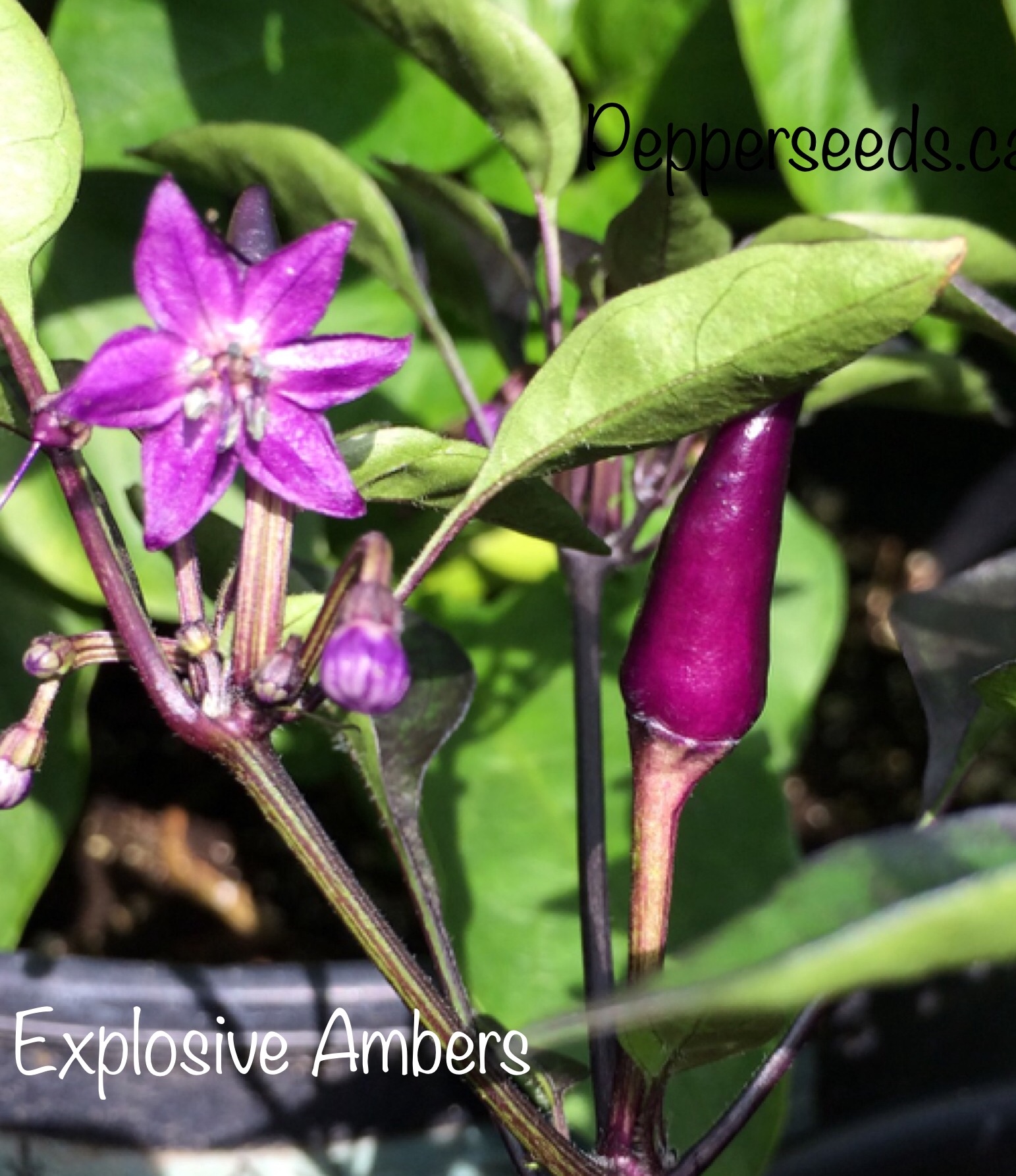 Pepper Variety Identification