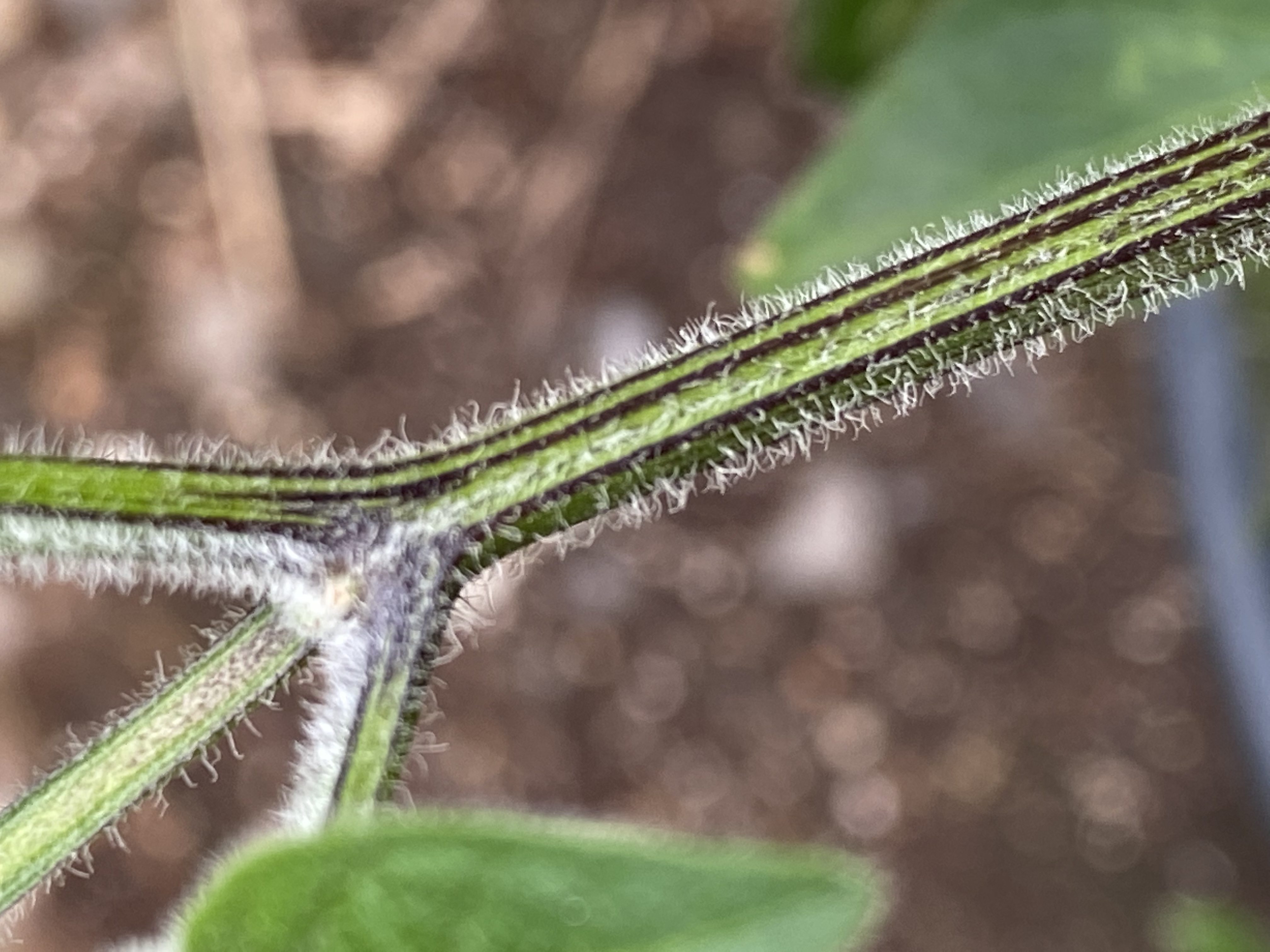 Rocoto Peppers