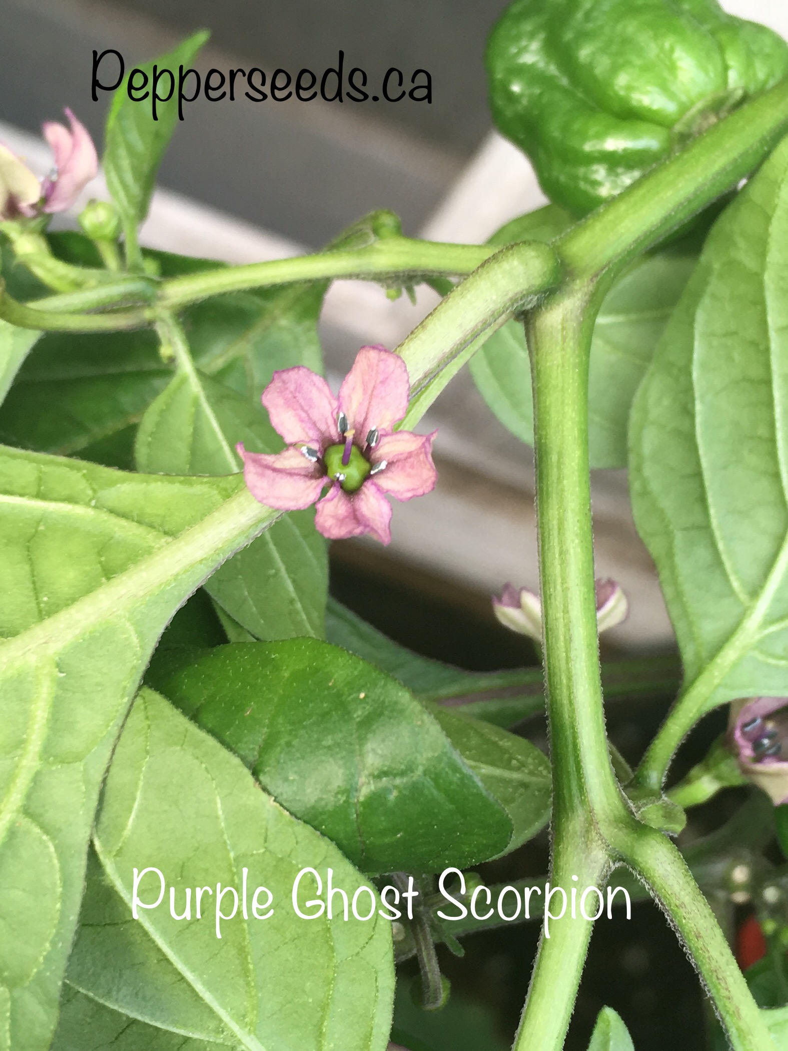 Pepper Variety Identification