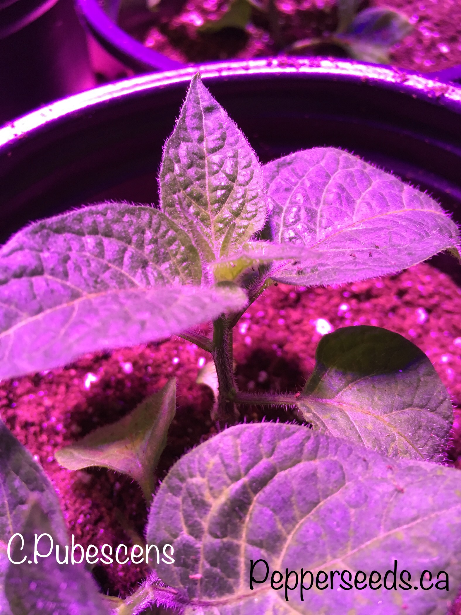 Pepper Variety Identification