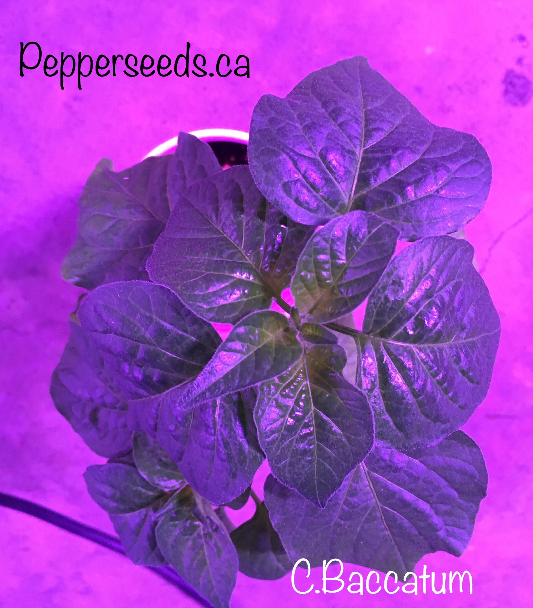 Pepper Variety Identification