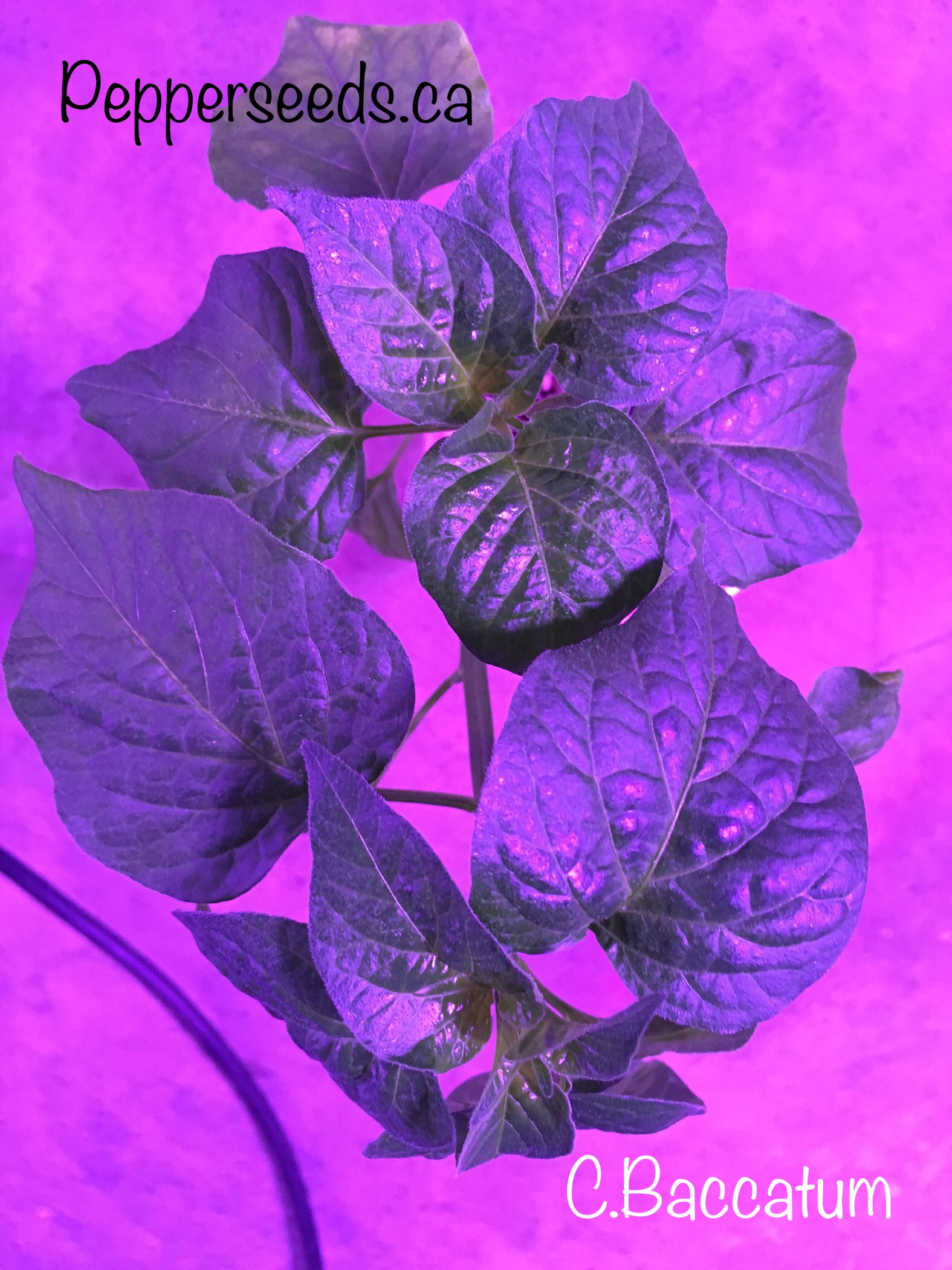 Pepper Variety Identification